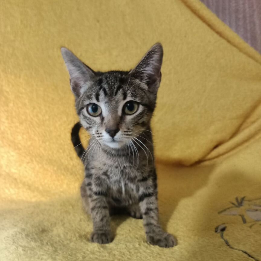 Котенок кошечка пеструшечка