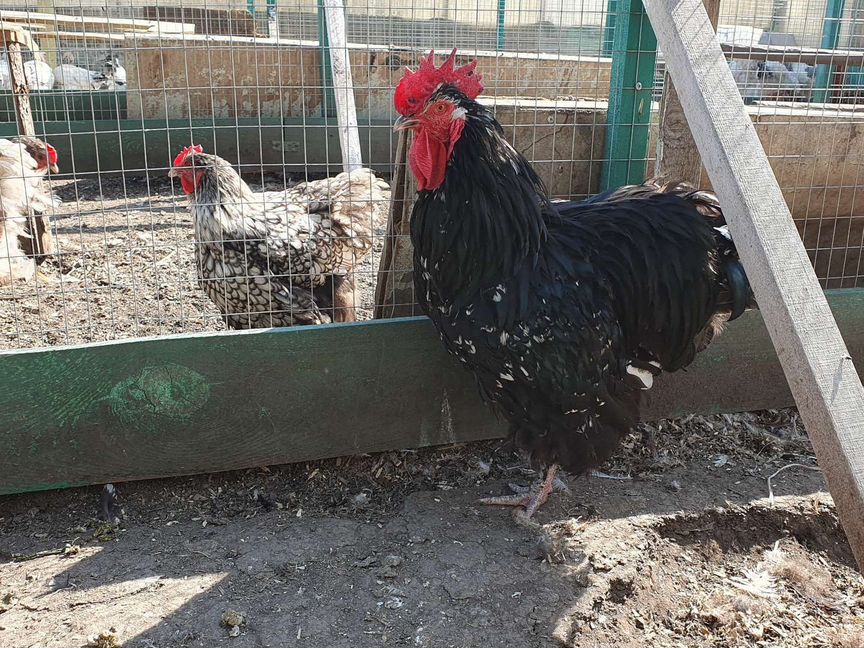 Орпингтон мраморныи