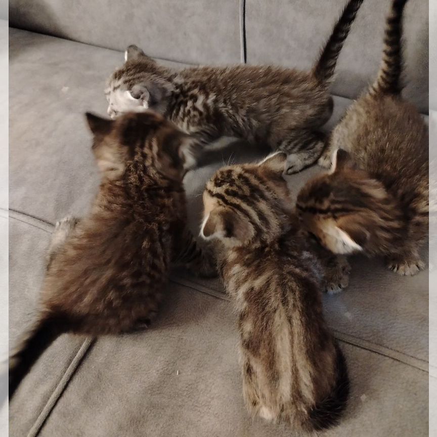 Шотландский вислоухий короткошёрстный котёнок