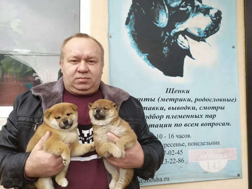 Щенки сиба-ину