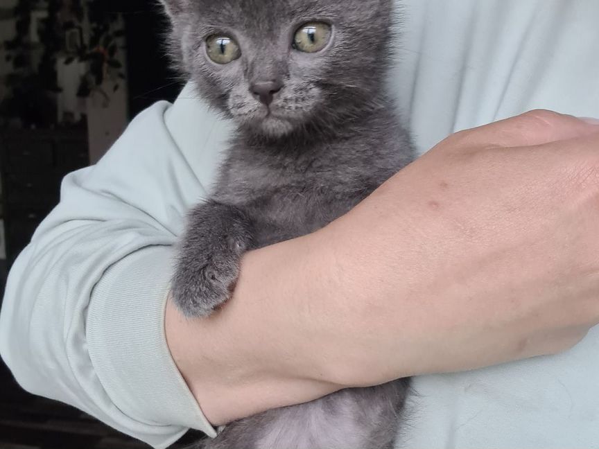 Жора ищет семью