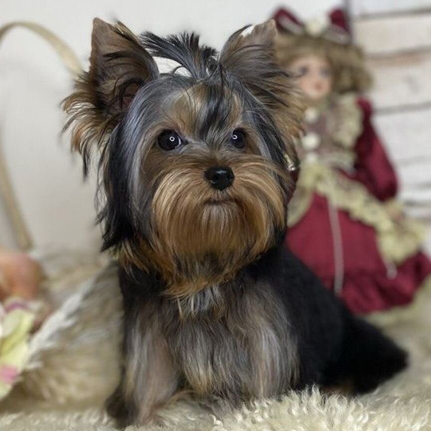 Йоркширский терьер, щенок