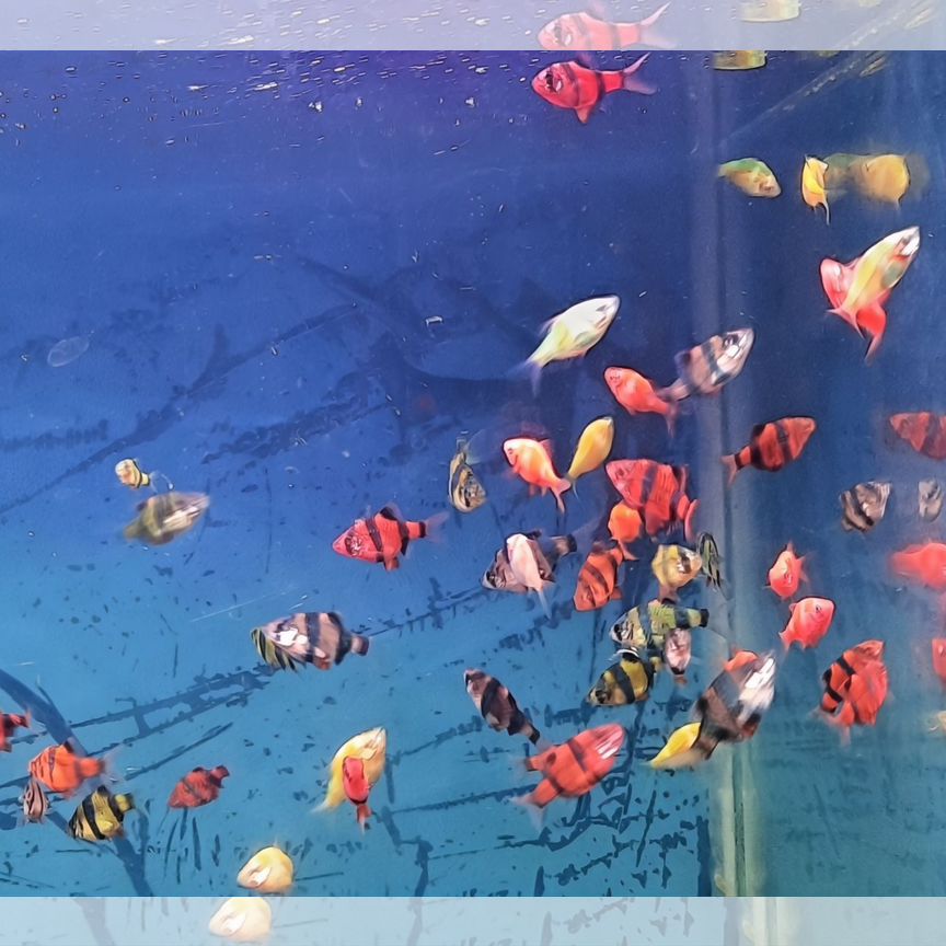 Аквариумные рыбки
