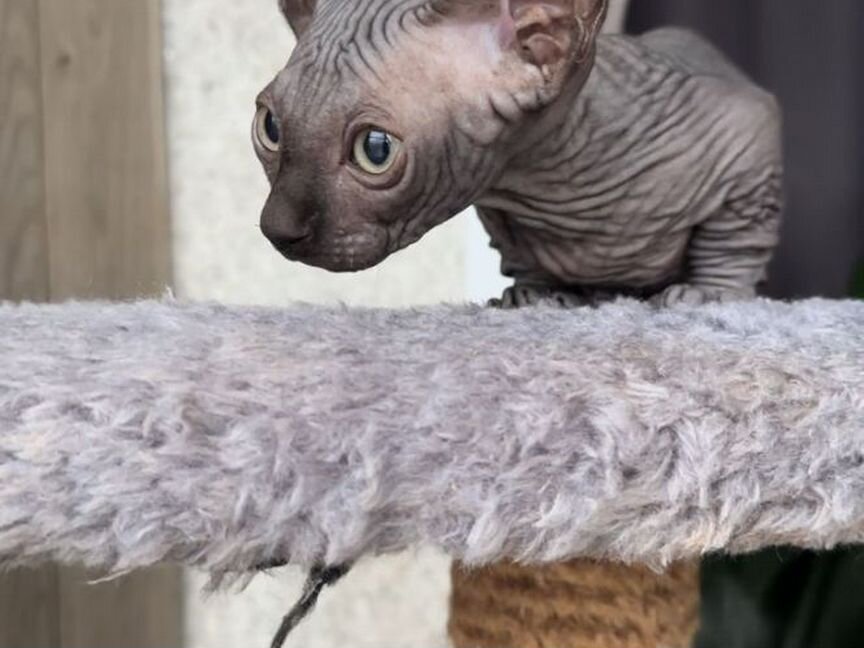 Канадский сфинкс бамбино