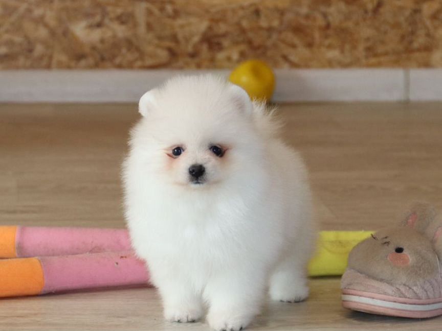 Беленькие шпицы-малыши,мальчик и девочка