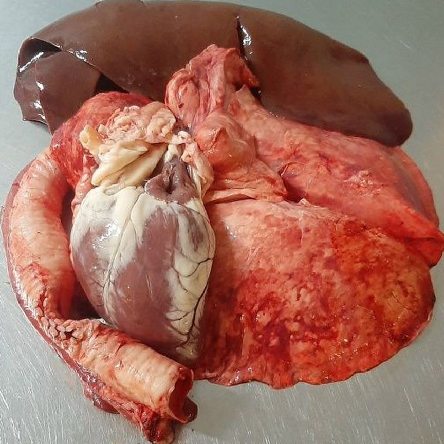 Ливер бараний