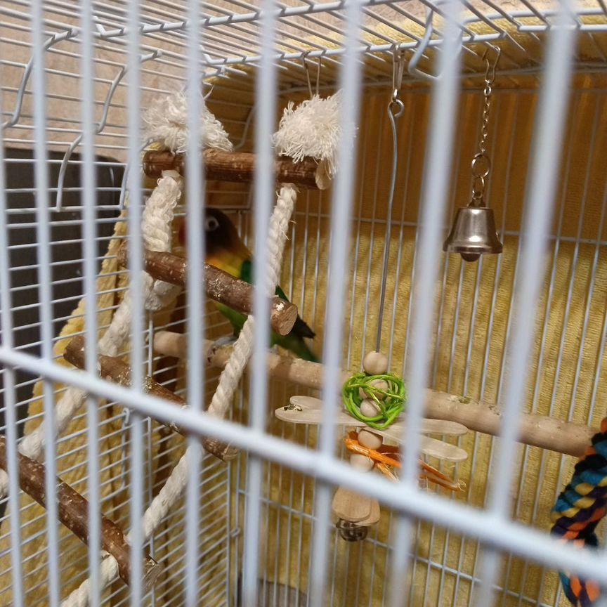 Отдам девочку попугая неразлучник