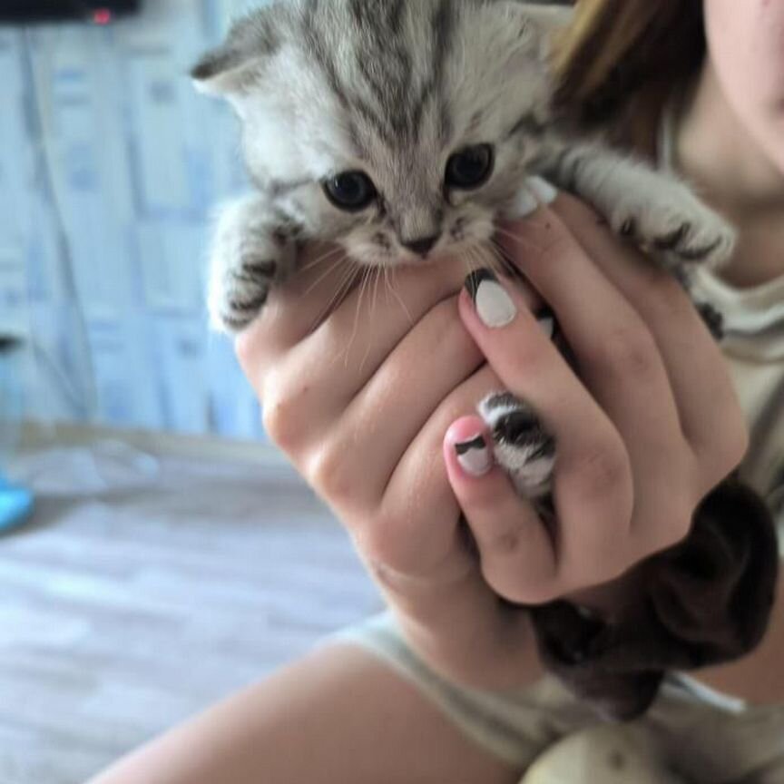 Шотландские котята