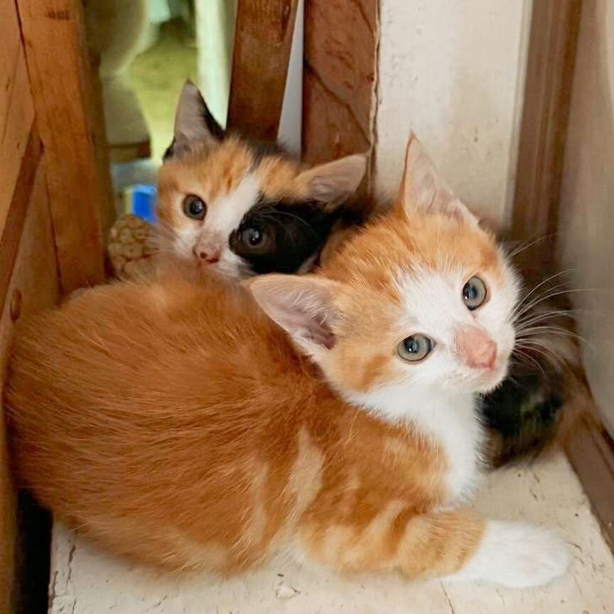 Котята в добрые руки