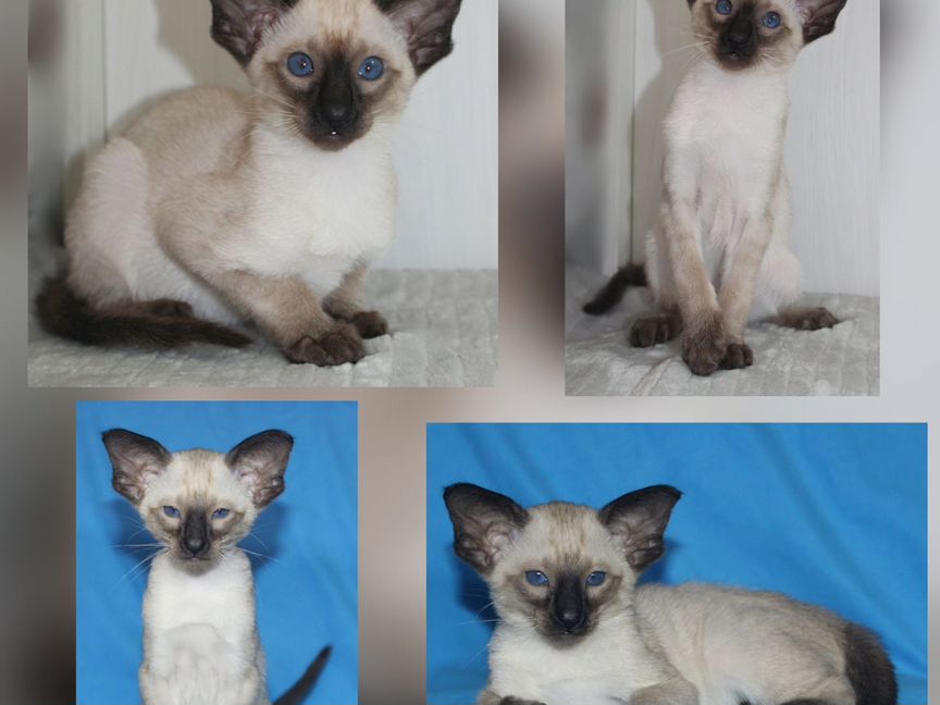 Ориентальные котята