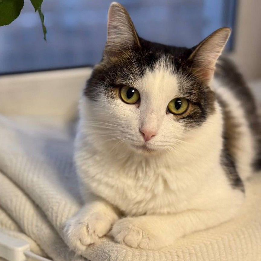 Кошка молодая бесплатно