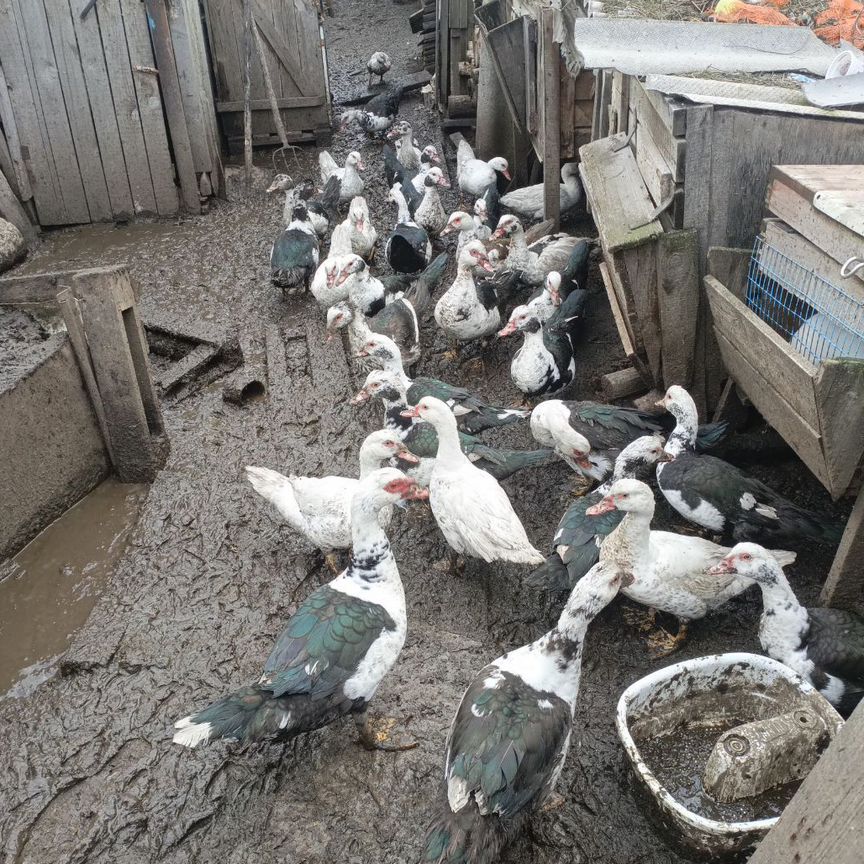 Мускусные утки