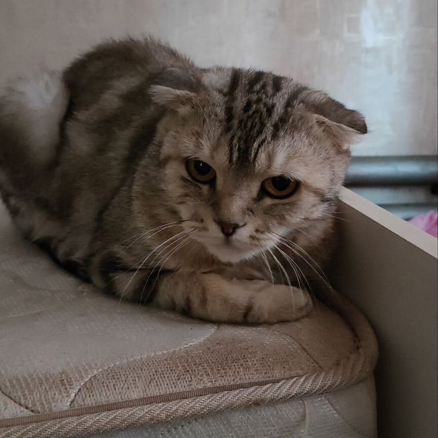 Британская вислоухая