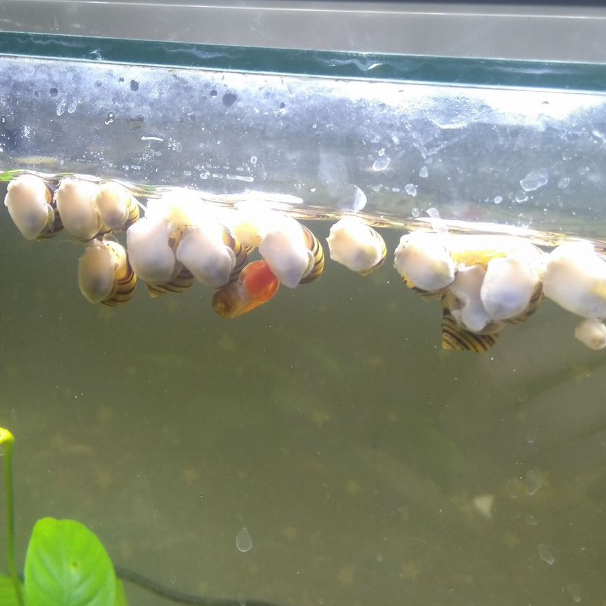 Улитки ампулярии