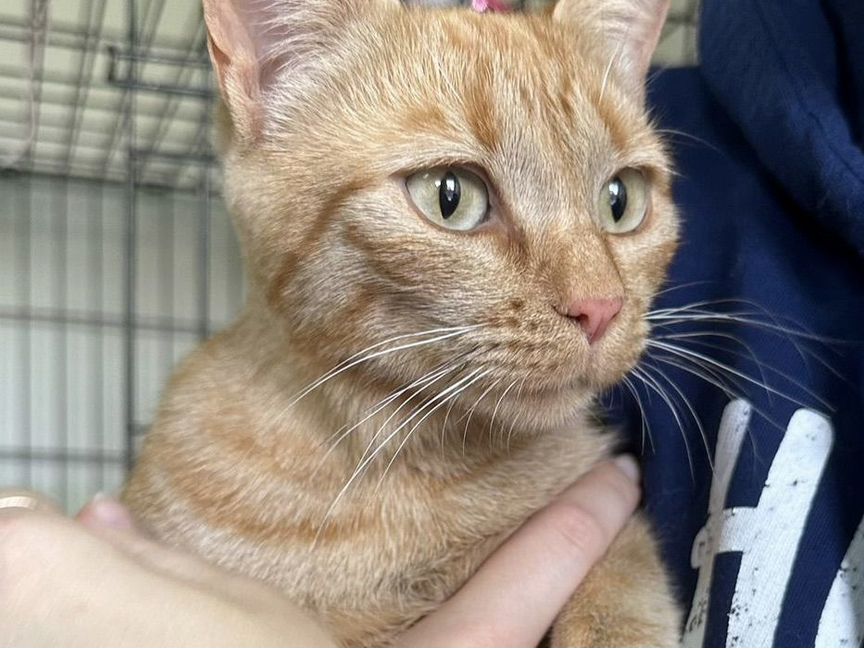 Кошечка ласковая скучает в клеточке