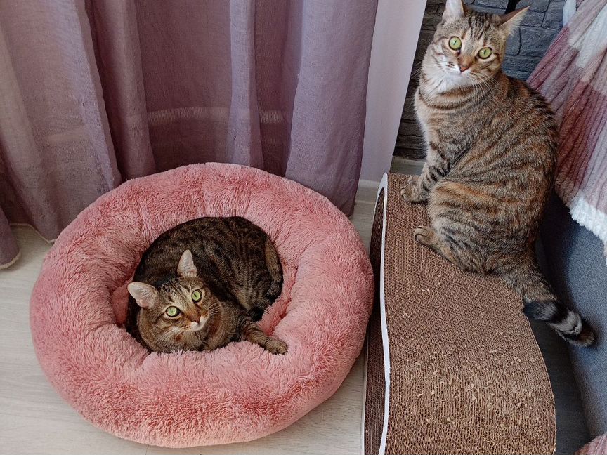 2 котенка в добрые руки