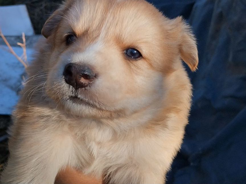 Отдам в добрые руки щенков, возраст 1,5мес