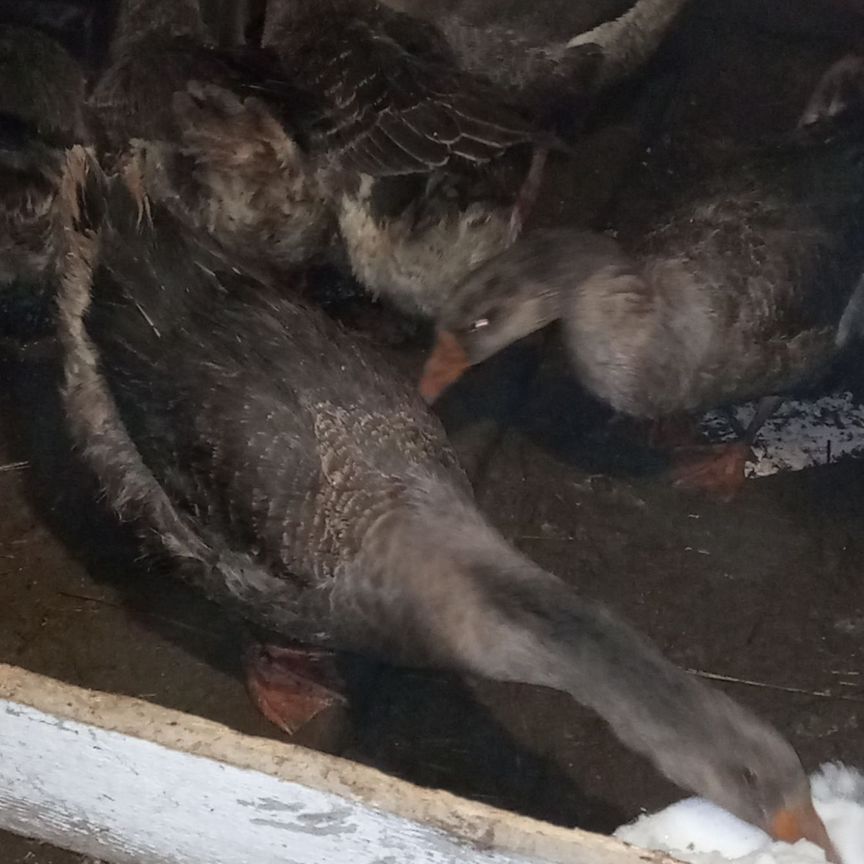 Домашние гуси