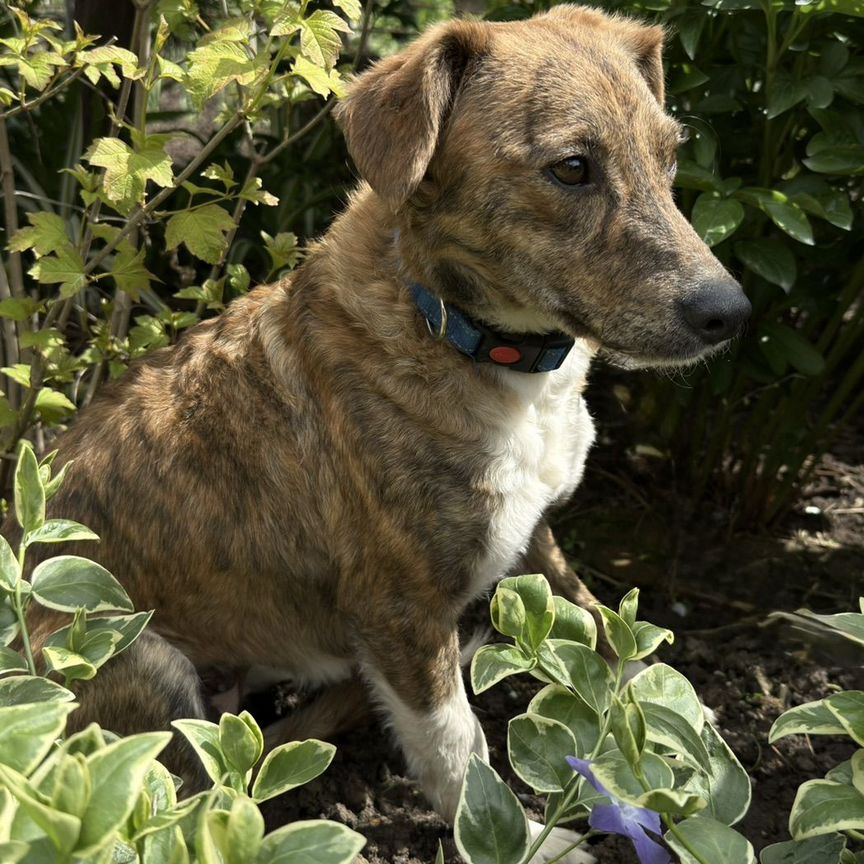 Взрослая собака в добрые руки