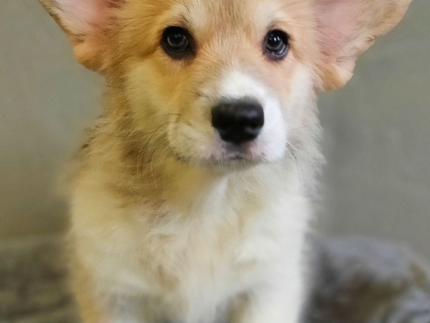 Вельш-корги пемброк милашки