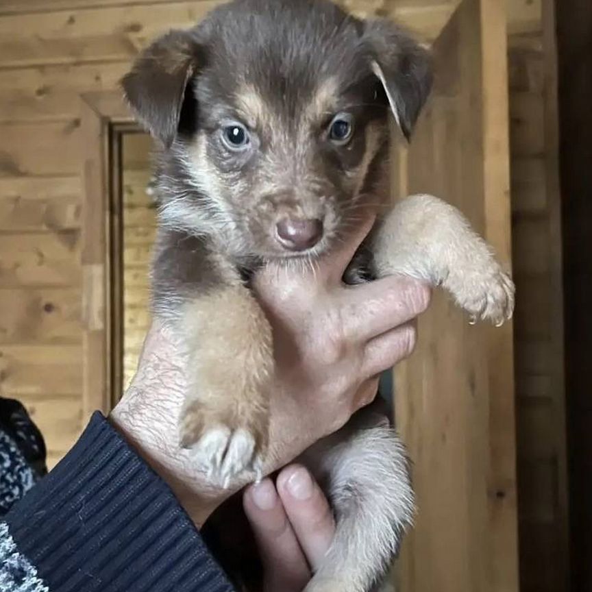 Щенок в добрые руки