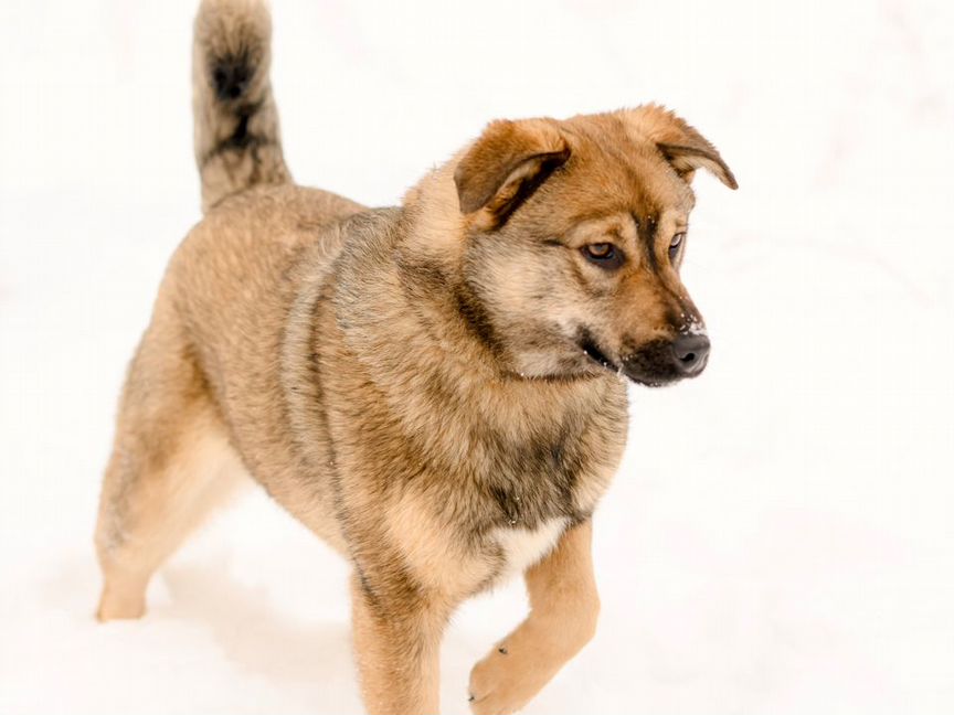 Отдам собаку