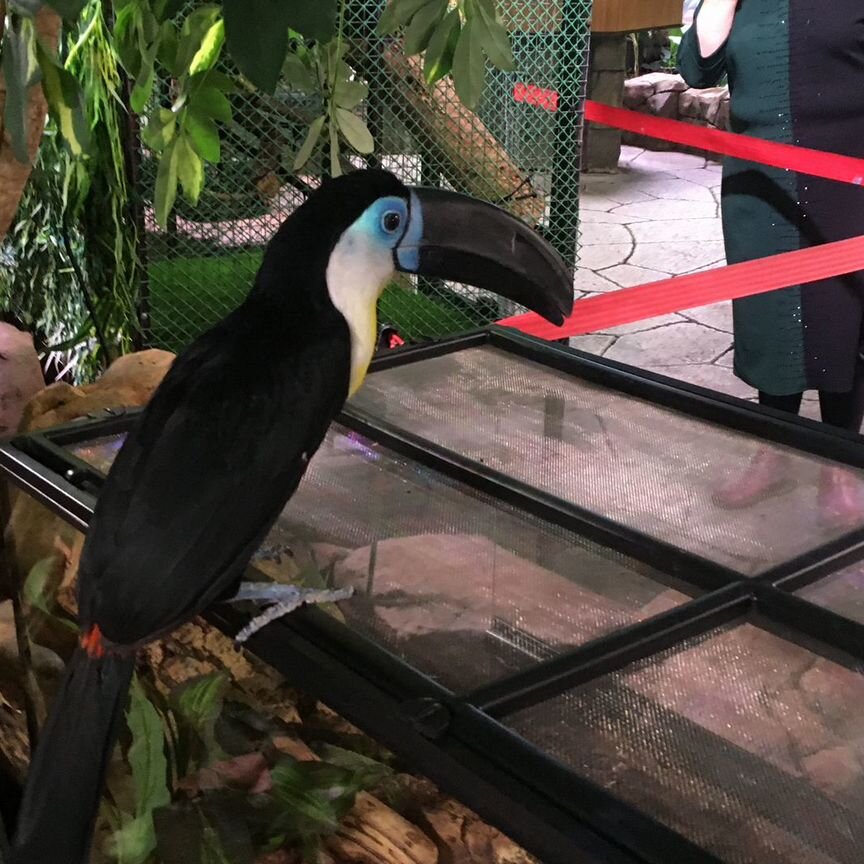 Экзотические птицы