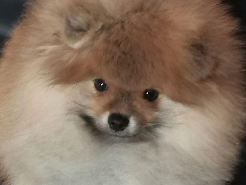 Шпиц