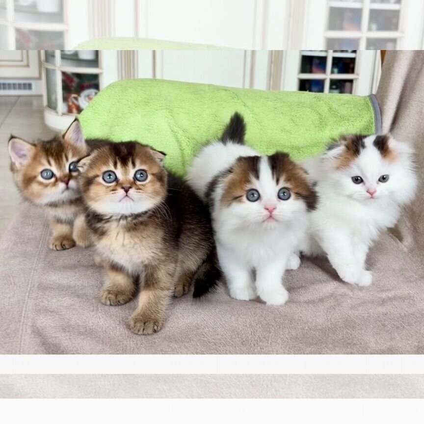 Шотландский вислоухий короткошёрстный котёнок