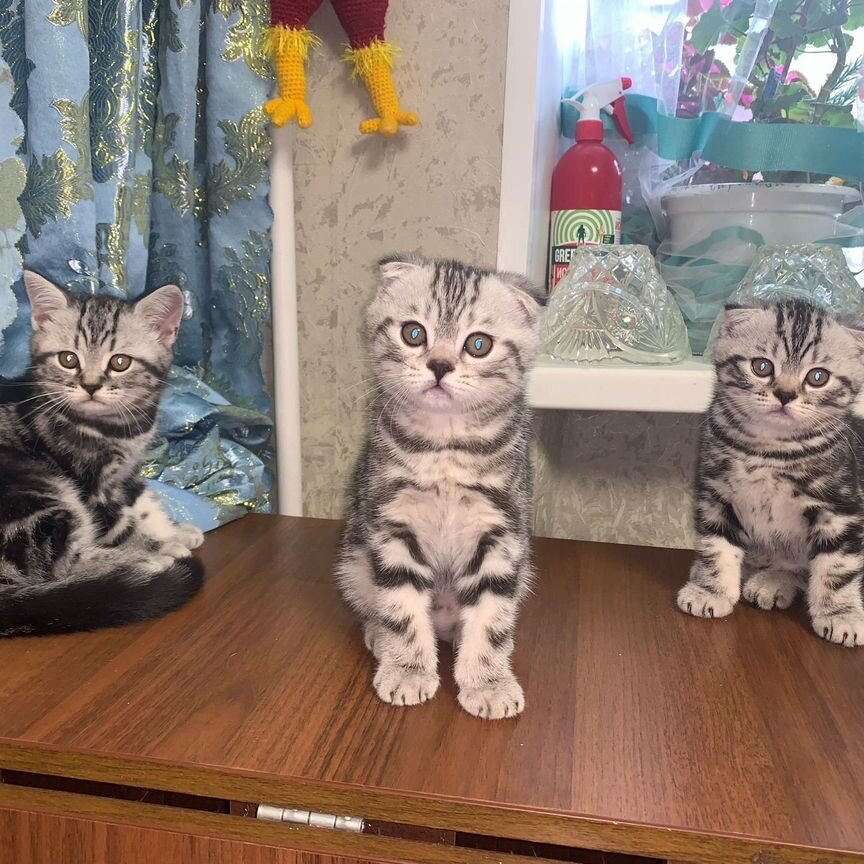 Шотландские котята