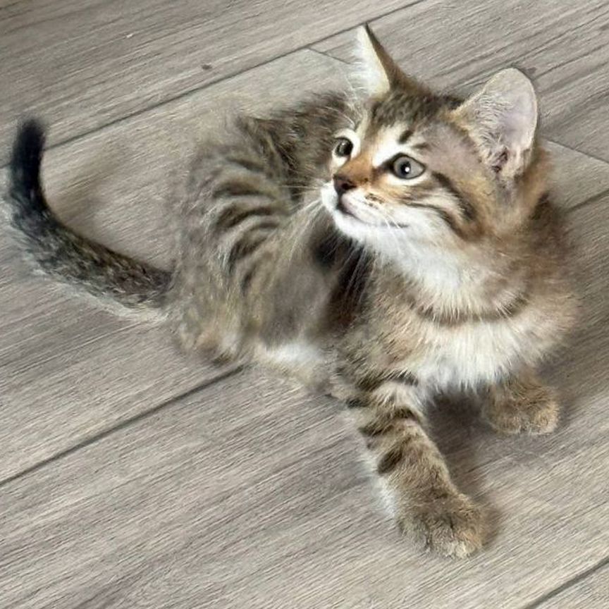 Котёнок в добрые руки