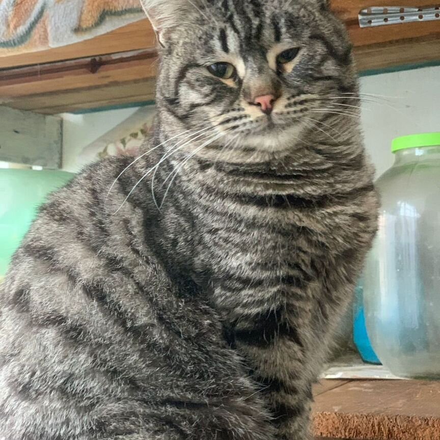 Кот в добрые руки