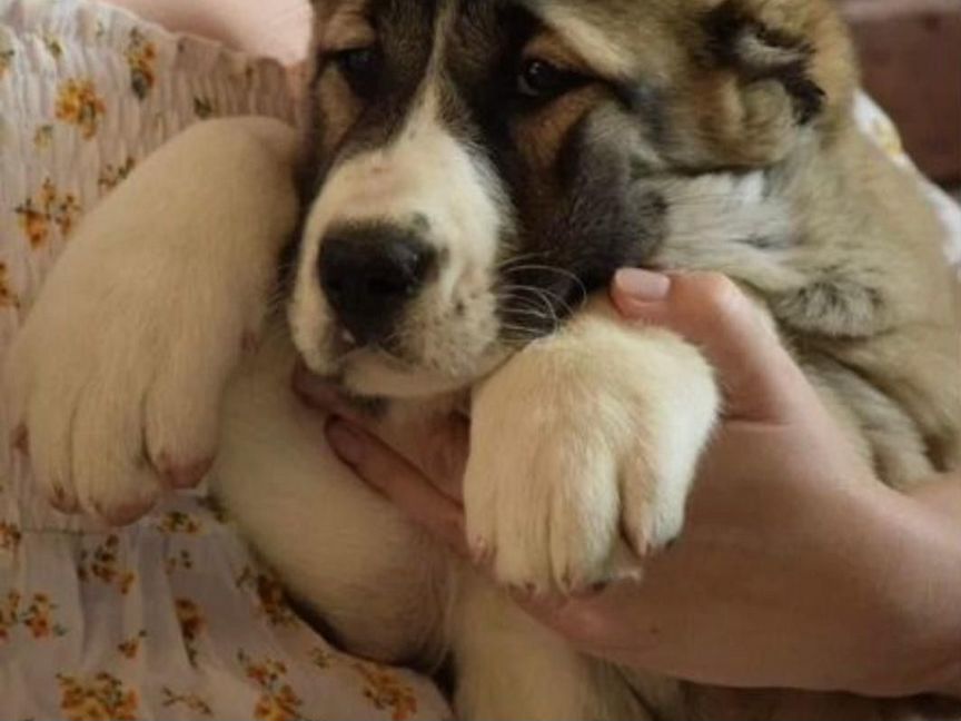 Среднеазиатская овчарка алабай