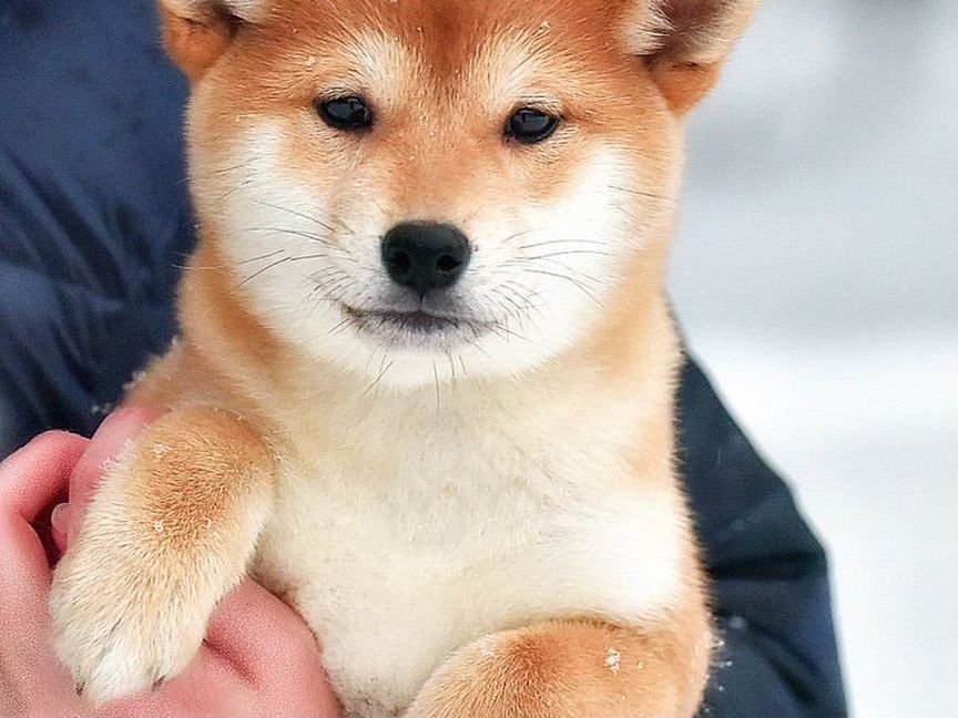 Красивые щенки сиба-ину