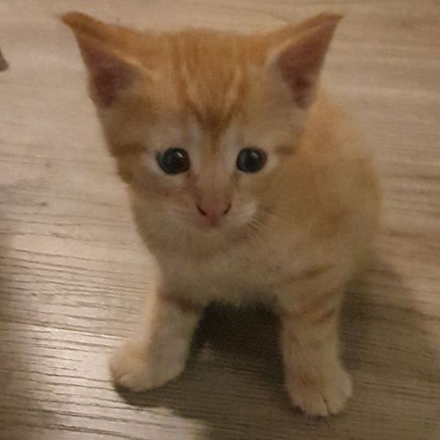 Котёнок в добрые руки