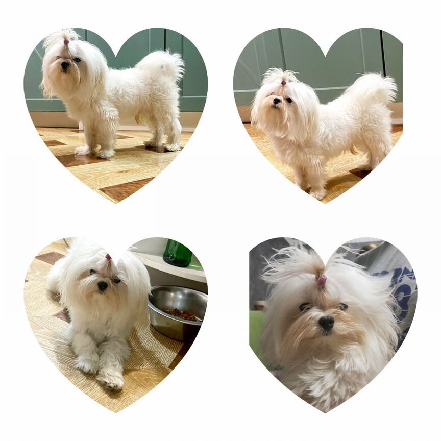 Мини мальчик мальтийская болонка