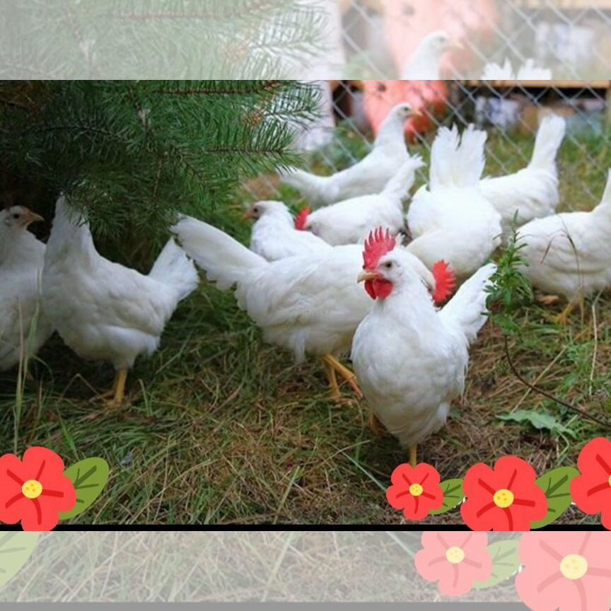 Леггорн В-33 (карликовый )