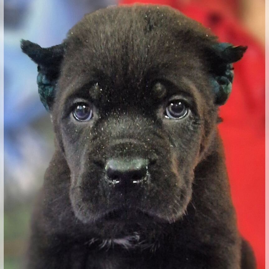 Кане-корсо, щенок