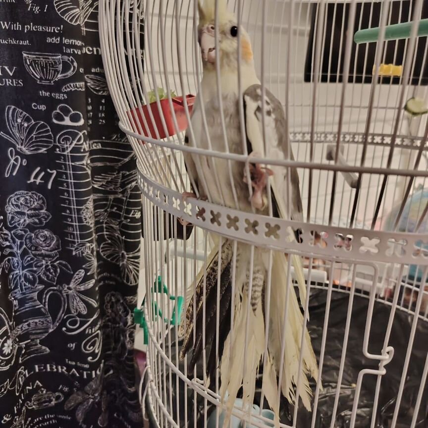 Попугай Коррела