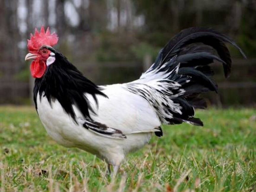 Яйцо породы Лакенфельдер