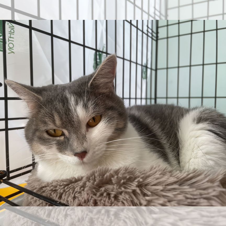 Взрослая, Девочка кошка в добрые руки