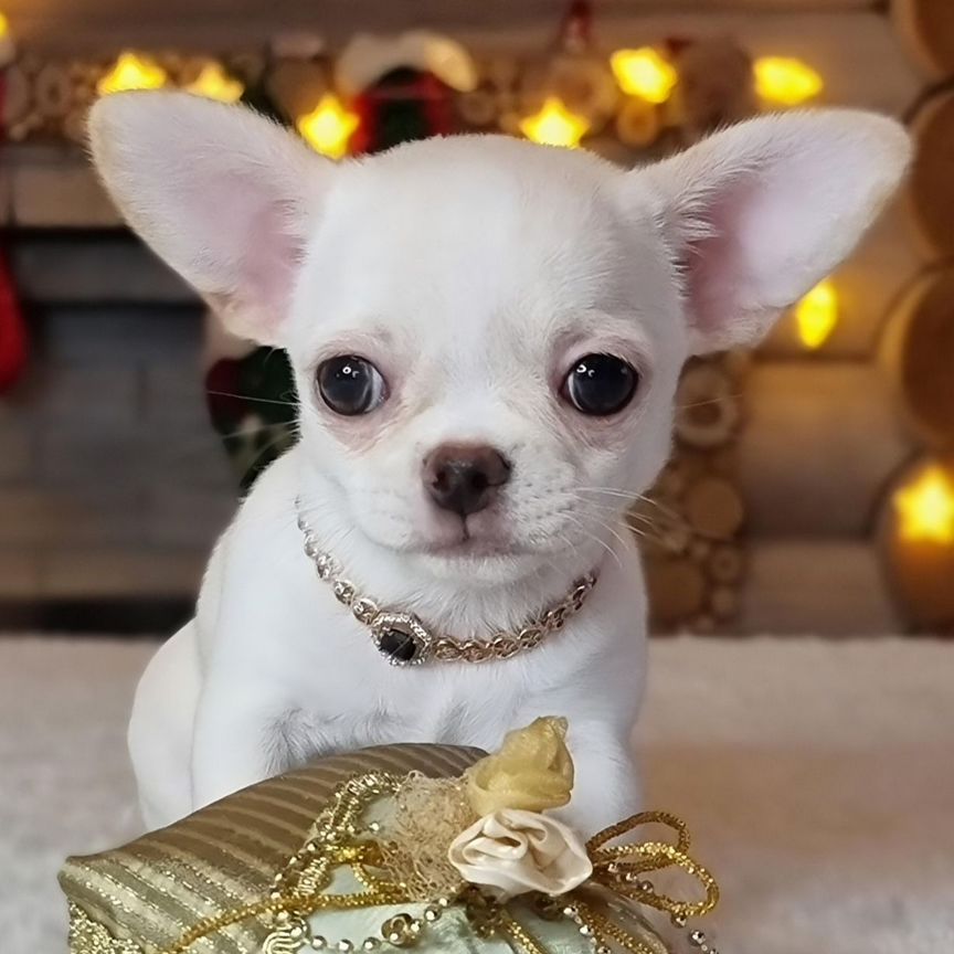 Чихуахуа, щенок