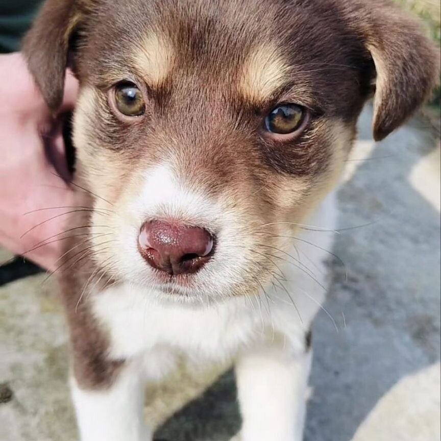 Нежнейшая Адель ждёт родителей