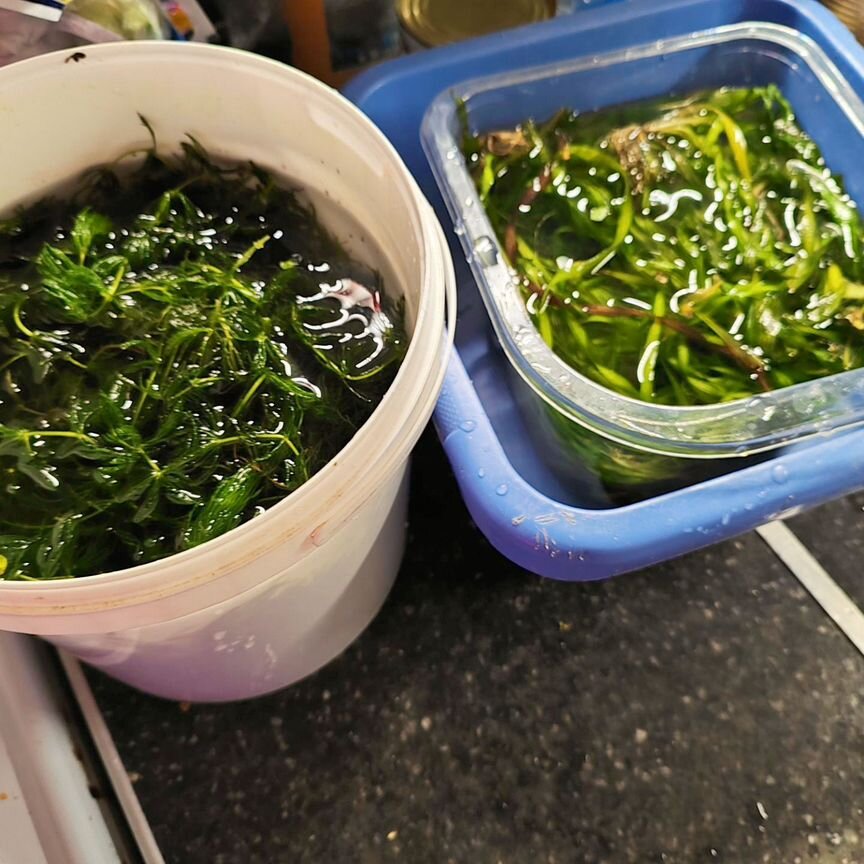 Прополка аквариума, растения для аквариума