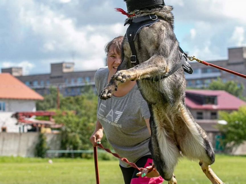 Щенки немецкой овчарки рабочего разведения