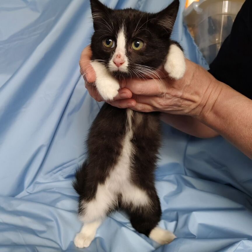 Котёнок в добрые руки