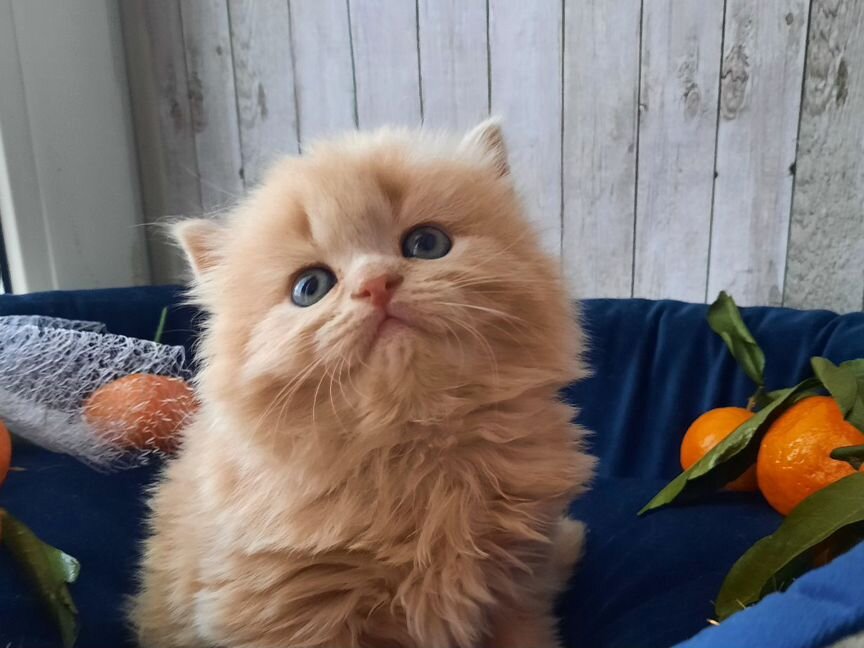Британские котята
