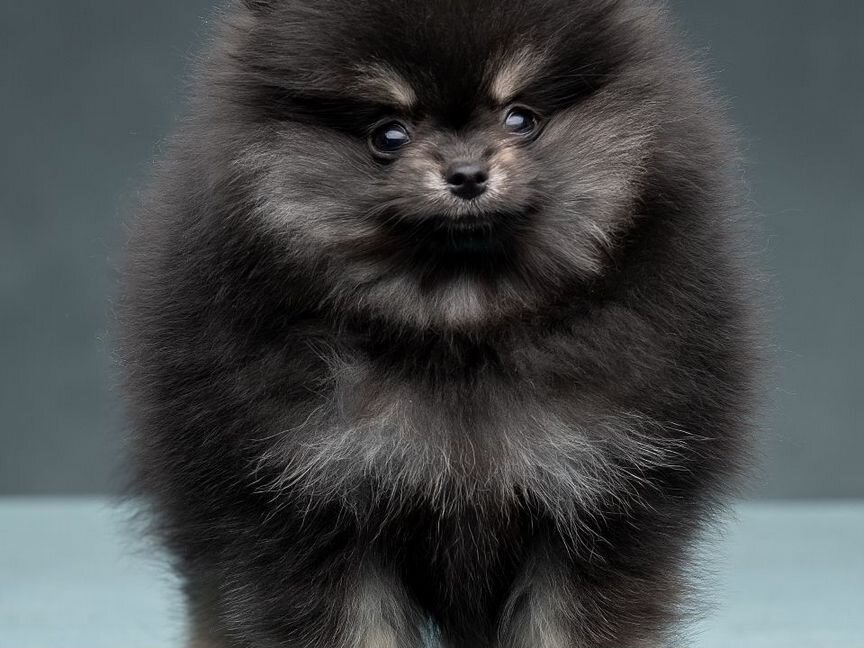Щенки померанского шпица