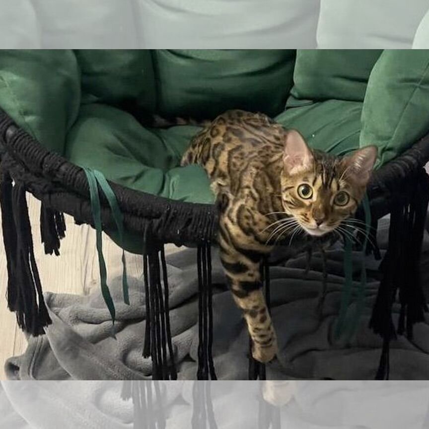 Отдам в добрые руки кошку