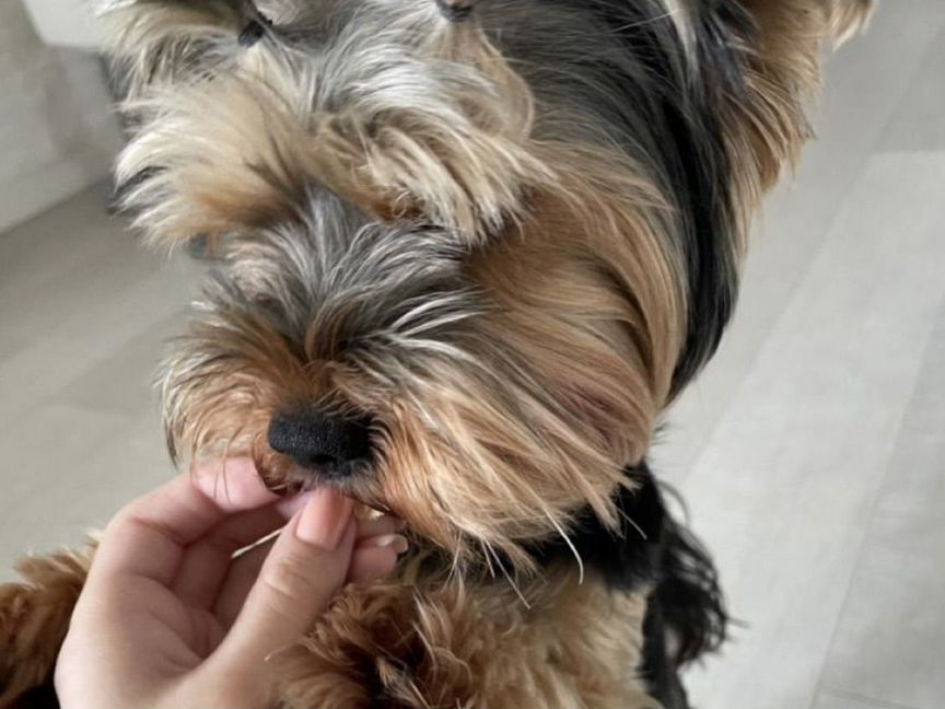 Йоркширский терьер отдам